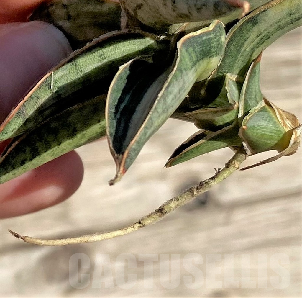 SHPR35273 Sansevieria Lav 1970 white – Кактус онлайн