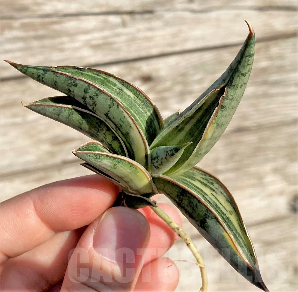 SHPR35274 Sansevieria Lav 1970 white – Кактус онлайн