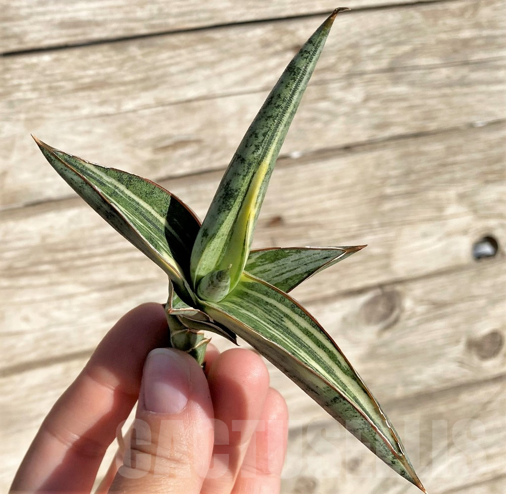 SHPR35275 Sansevieria Lav 1970 white – Кактус онлайн