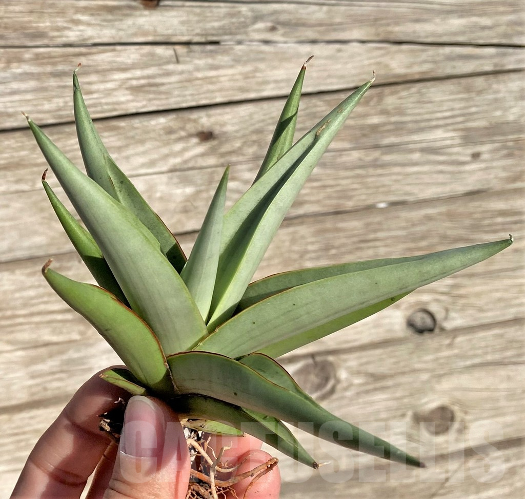 SHPR35282 Sansevieria ‘Ice man’ – Кактус онлайн