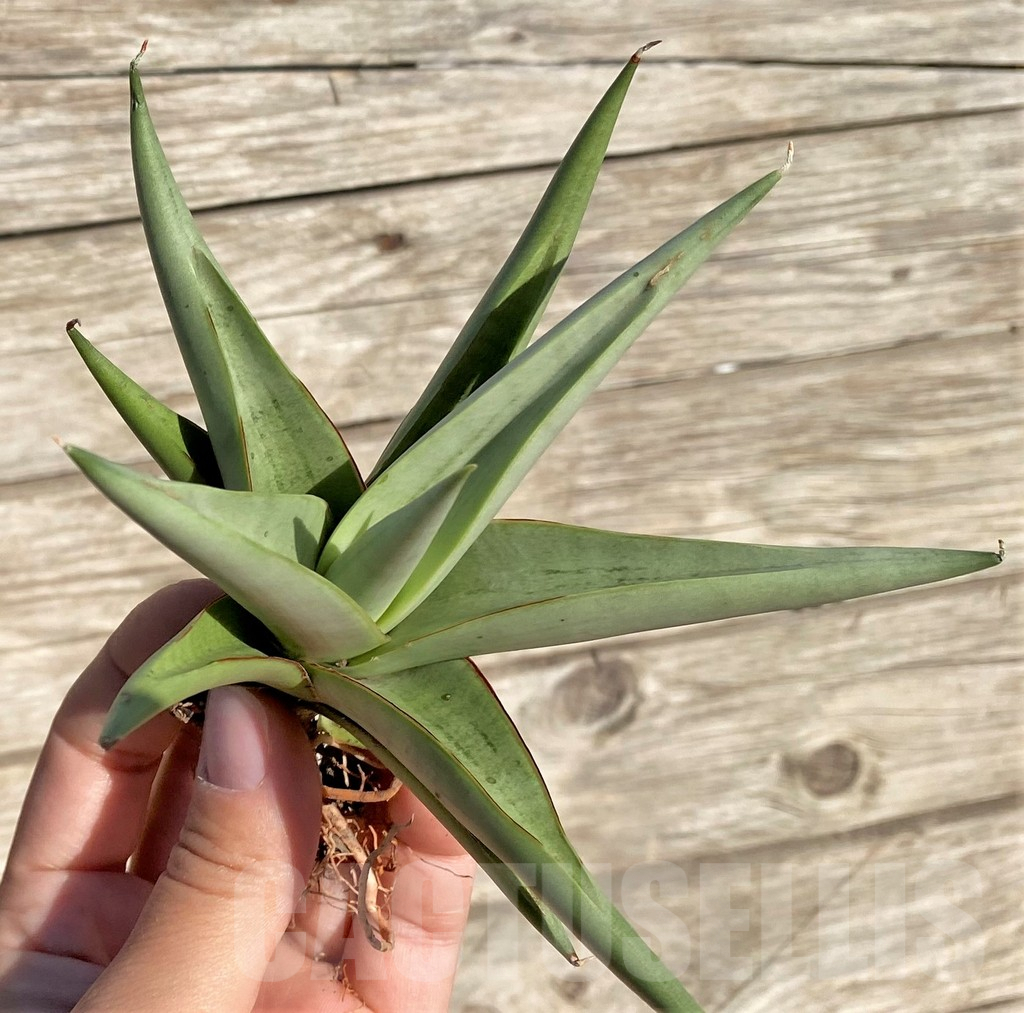 SHPR35282 Sansevieria ‘Ice man’ – Кактус онлайн