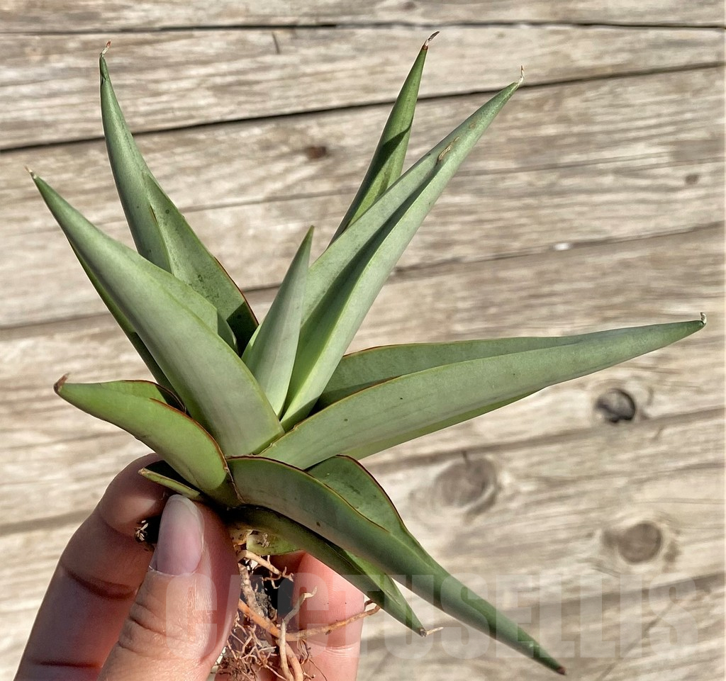 SHPR35282 Sansevieria ‘Ice man’ – Кактус онлайн