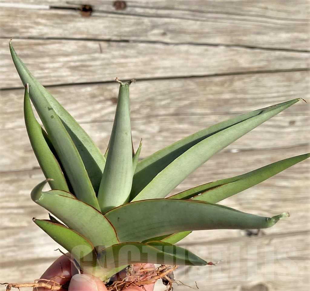 SHPR35283 Sansevieria ‘Ice man’ – Кактус онлайн