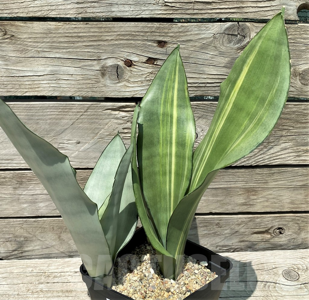 SH10808 Sansevieria ‘Moonshine’ – Cactus-online