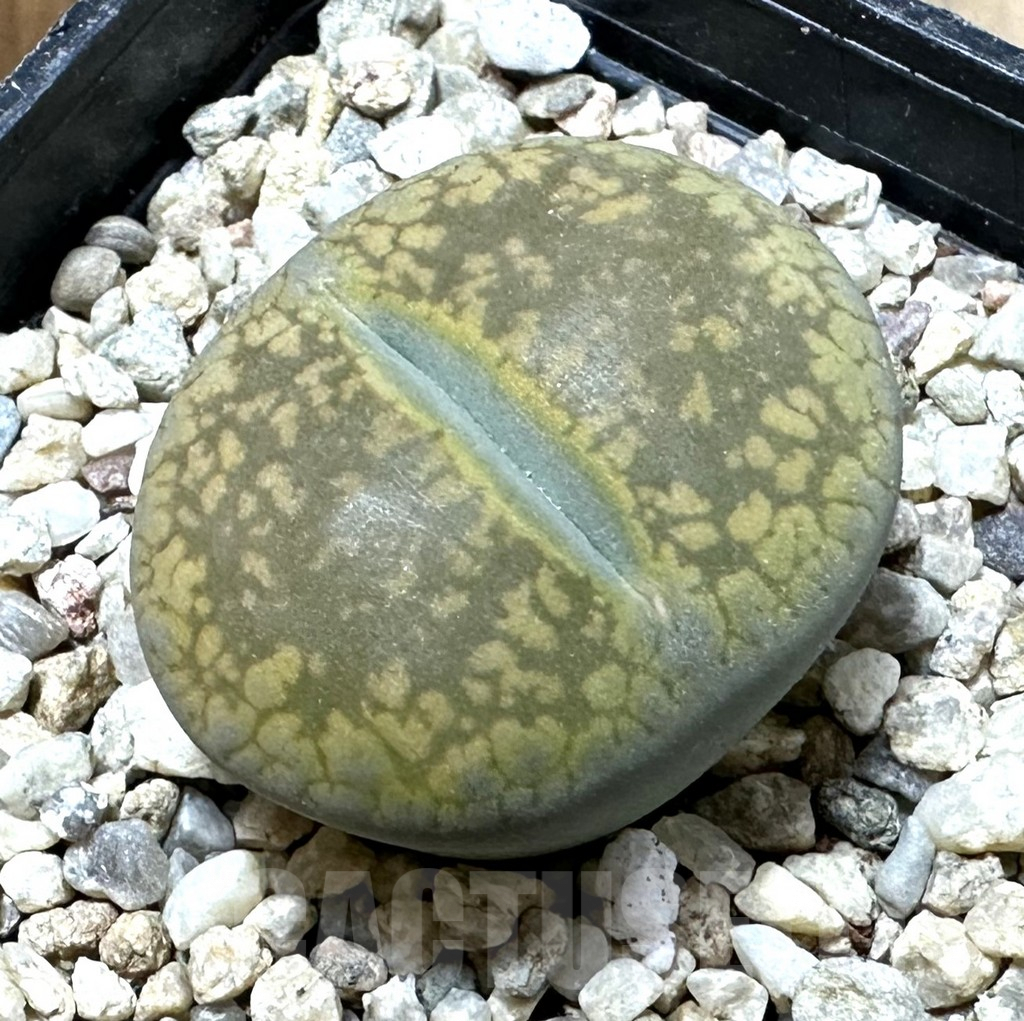 SHPR34816 Lithops aucampiae ‘Jackson’s Jade’ C395 – Кактус онлайн