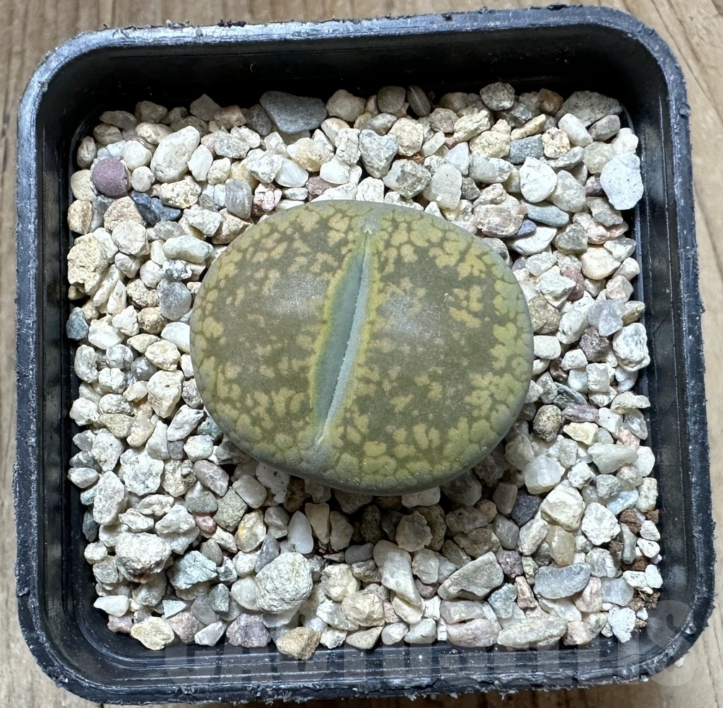 SHPR34816 Lithops aucampiae ‘Jackson’s Jade’ C395 – Кактус онлайн