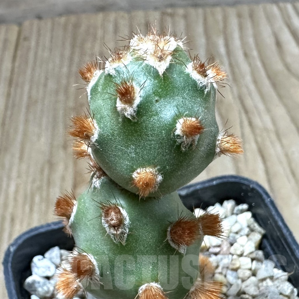 SHPR34997 Tephrocactus molinensis – Кактус онлайн