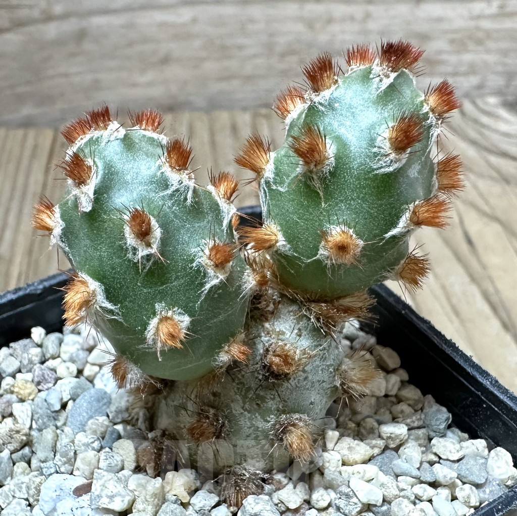 SHPR34998 Tephrocactus molinensis – Cactus-online