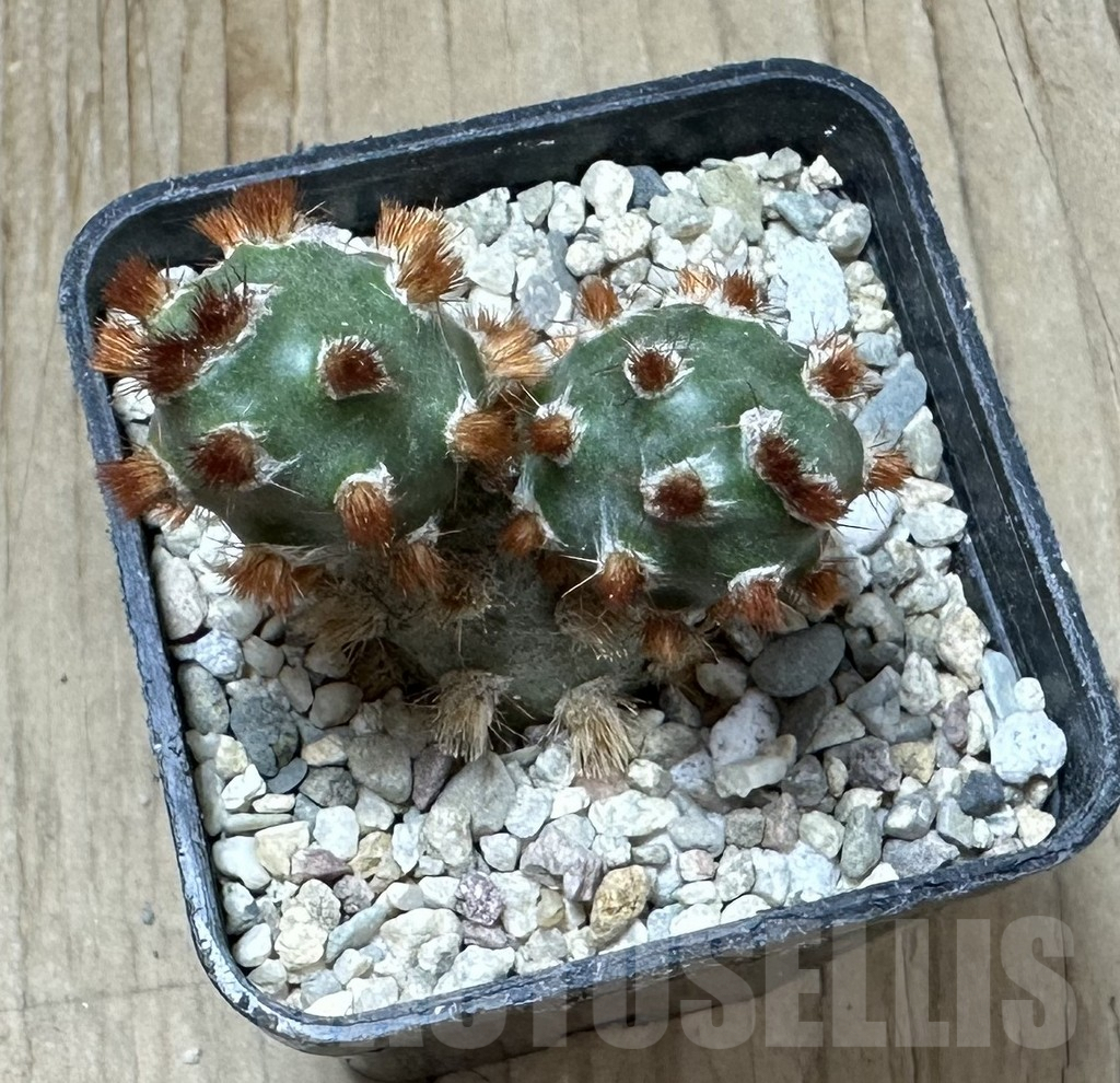 SHPR34998 Tephrocactus molinensis – Cactus-online