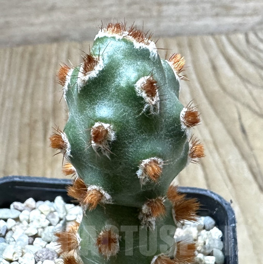 SHPR35000 Tephrocactus molinensis – Кактус онлайн
