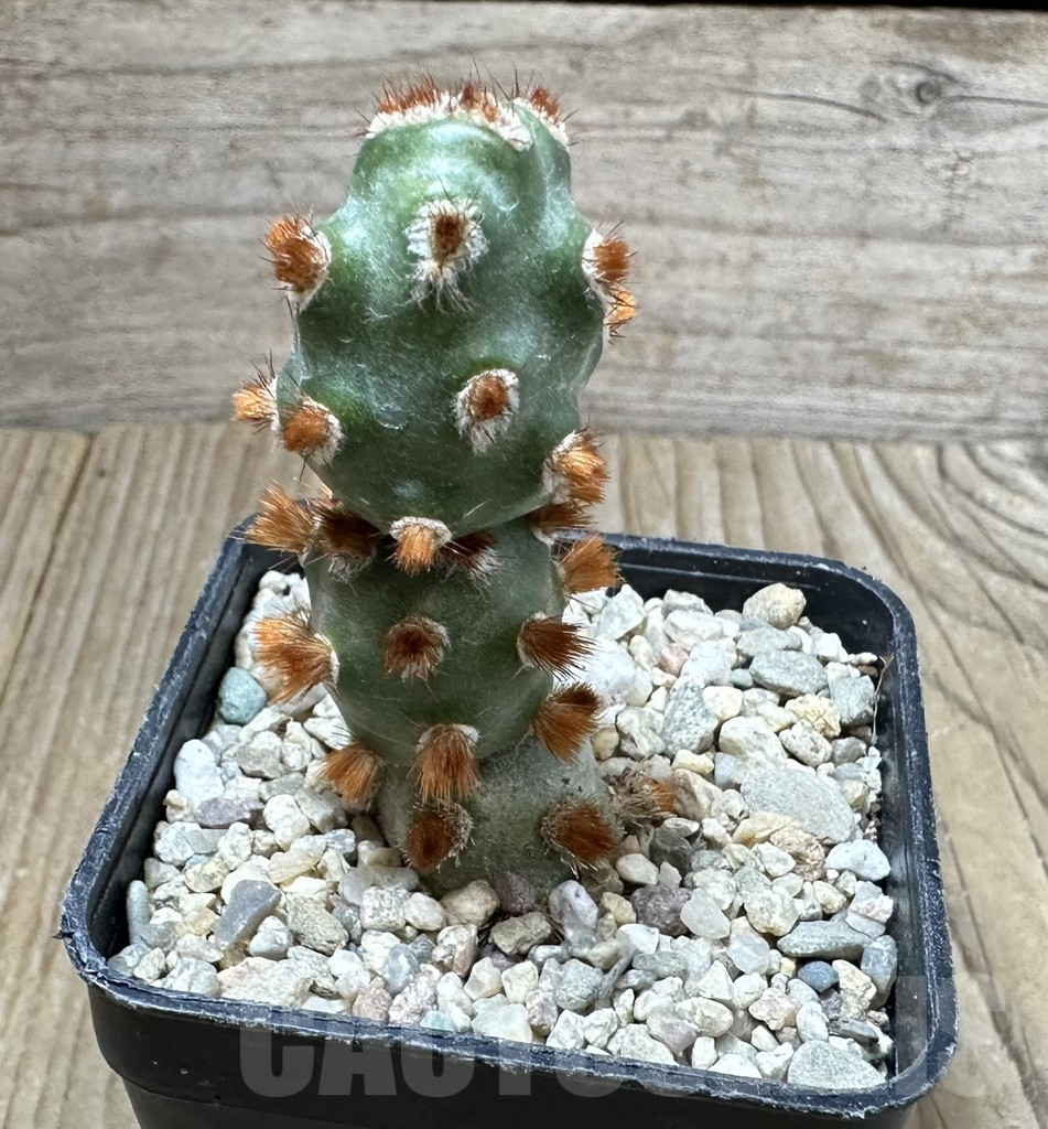 SHPR35000 Tephrocactus molinensis – Кактус онлайн