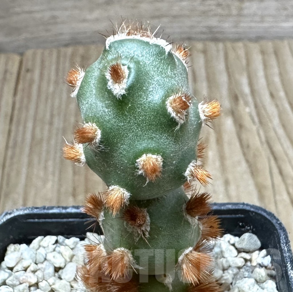 SHPR35001 Tephrocactus molinensis – Кактус онлайн