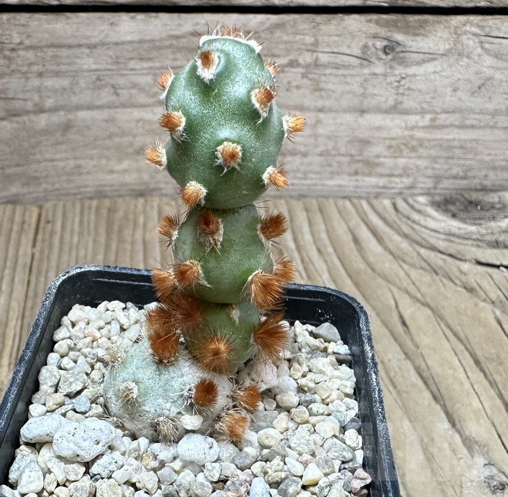 SHPR35001 Tephrocactus molinensis – Кактус онлайн