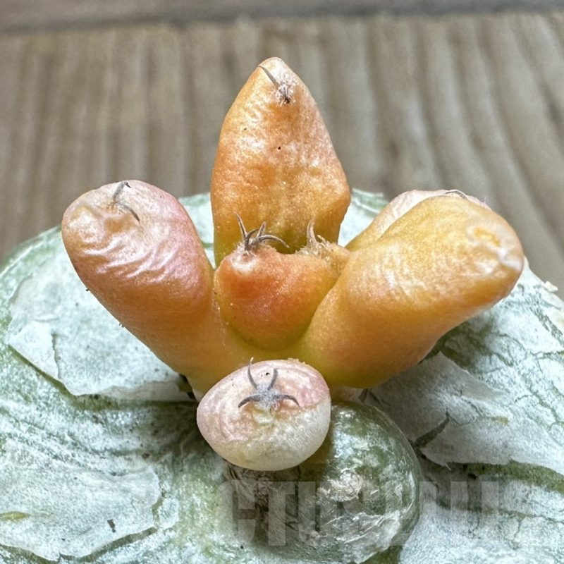 SHPR35375 Ariocarpus hybrid f. variegata, grafted – Cactus-online