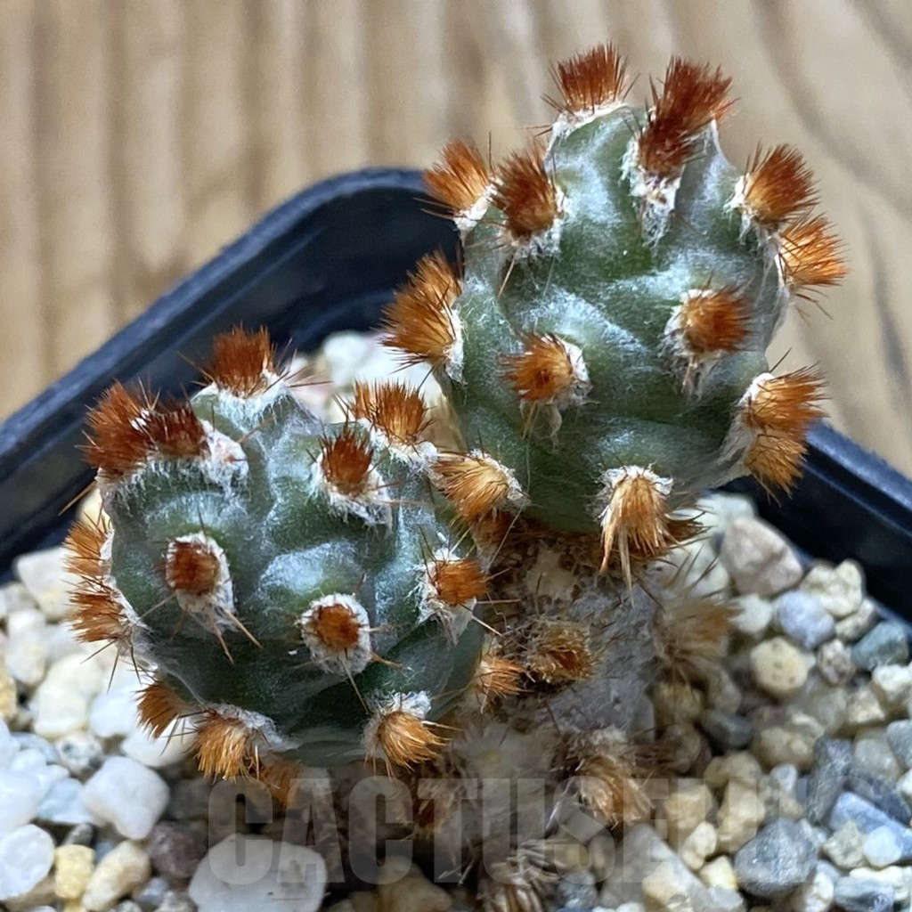 SH5593 Tephrocactus molinensis – Cactus-online