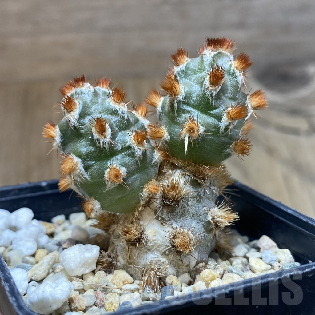 SH5593 Tephrocactus molinensis – Cactus-online