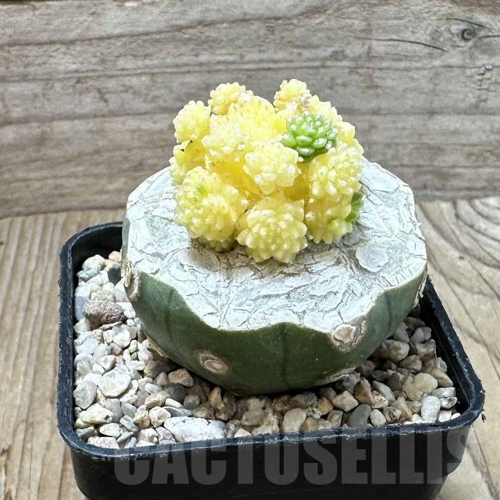 SHPR35352 Aztekium valdezii f. variegata, grafted – Кактус онлайн