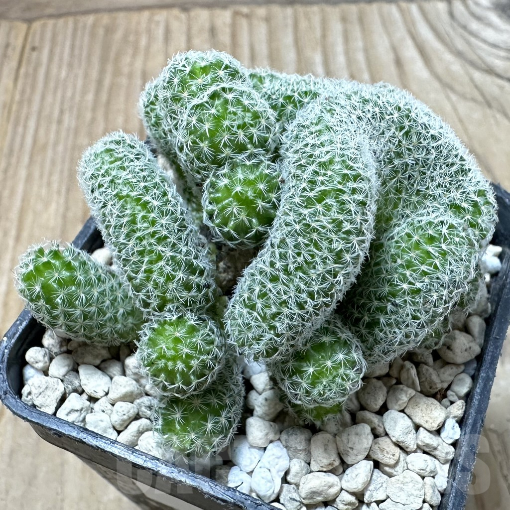 SHPR35247 Mammillaria perbella f. cristata – Кактус онлайн