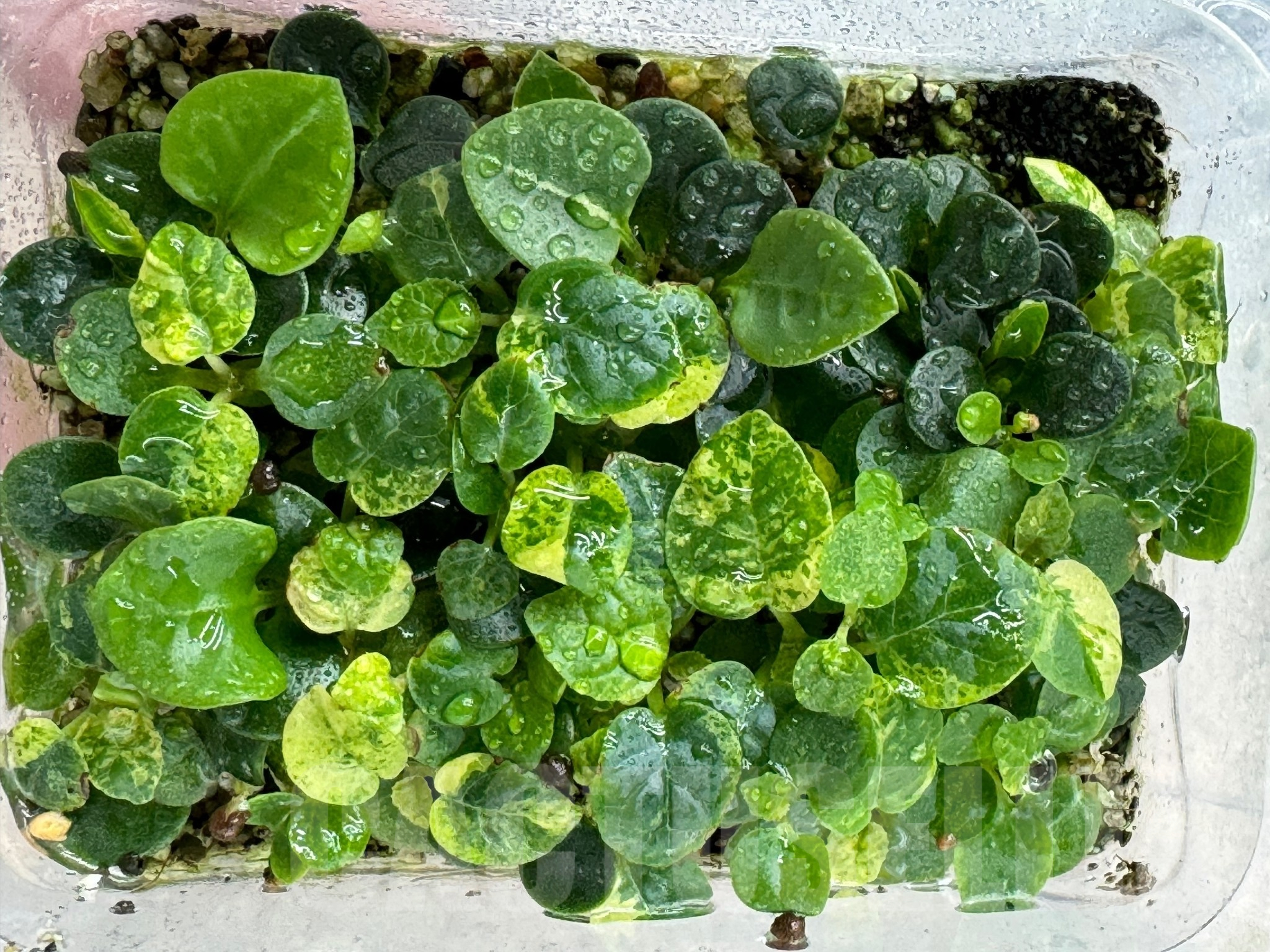 Joint Sowing of Succulents: Dorstenia and Euphorbia – Cactus-online