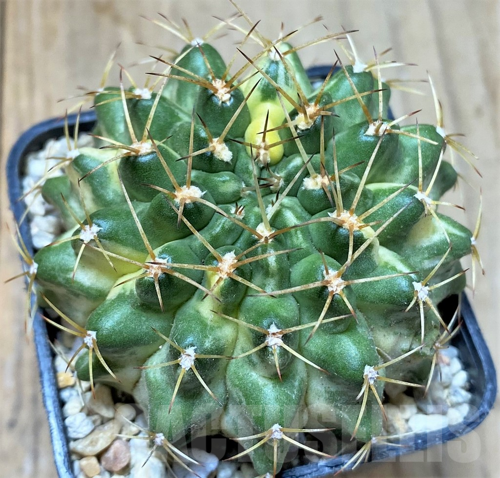 SHPR35806 Gymnocalycium mihanovichii ‘Mable’ – Кактус онлайн