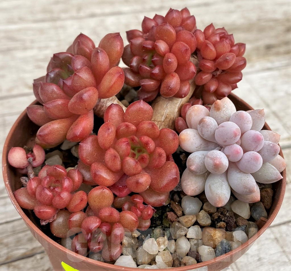 SH3338 Sedeveria ‘Pink Ruby’ – Cactus-online