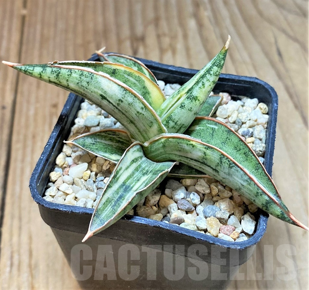 SHPR36812 Sansevieria Lav 1970 white – Кактус онлайн