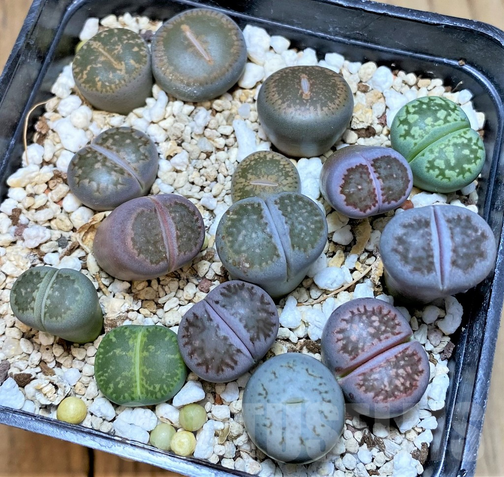 SHPR37363 Lithops mix – Кактус онлайн