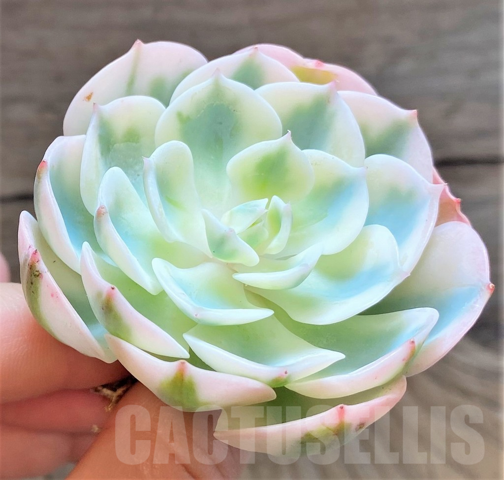 SHPR37454 Echeveria ‘Lenore Dean’ f. variegata – Cactus-online