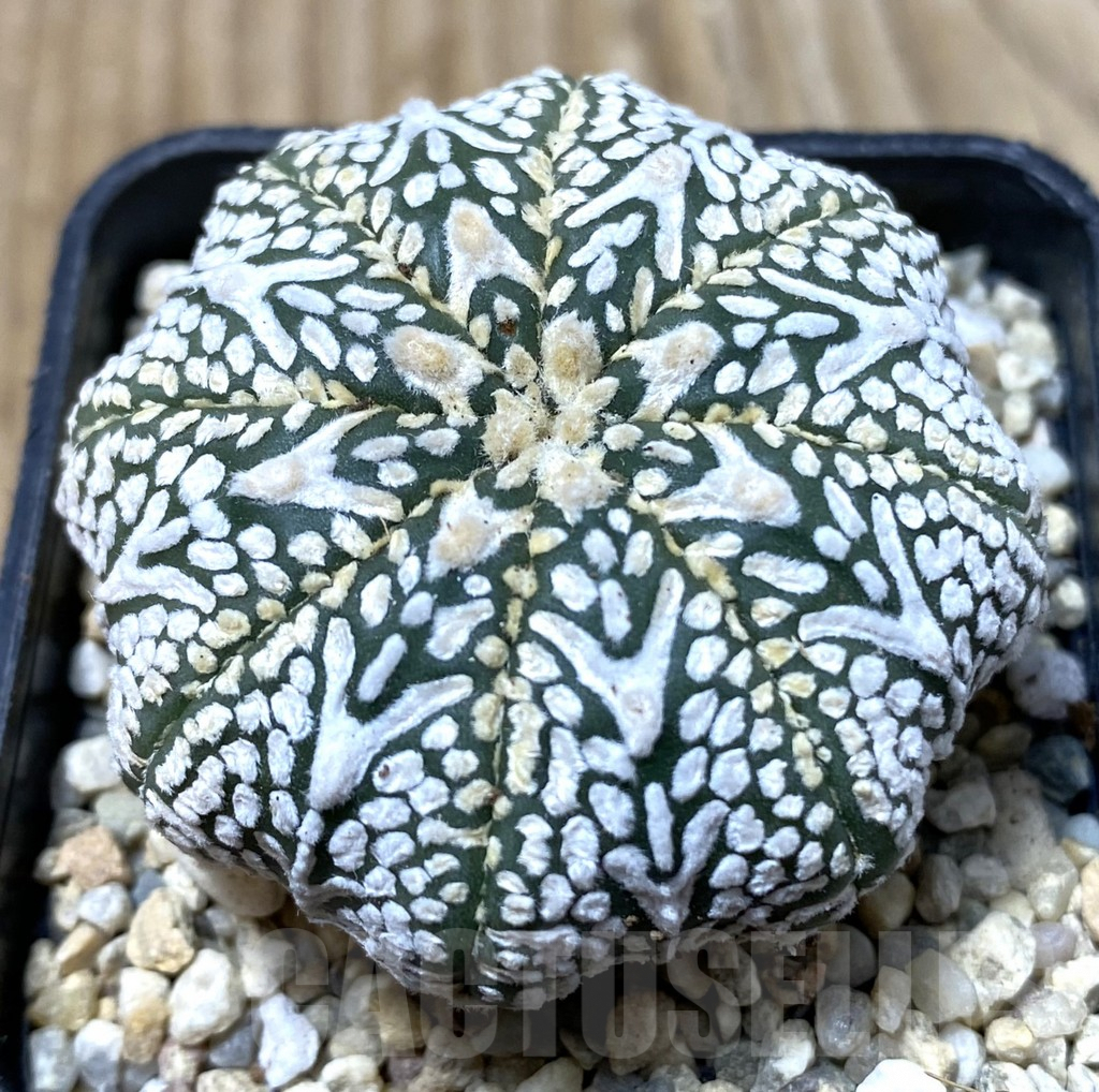 SHPR35584 Astrophytum asterias ‘Super kabuto’ V-type – Кактус онлайн