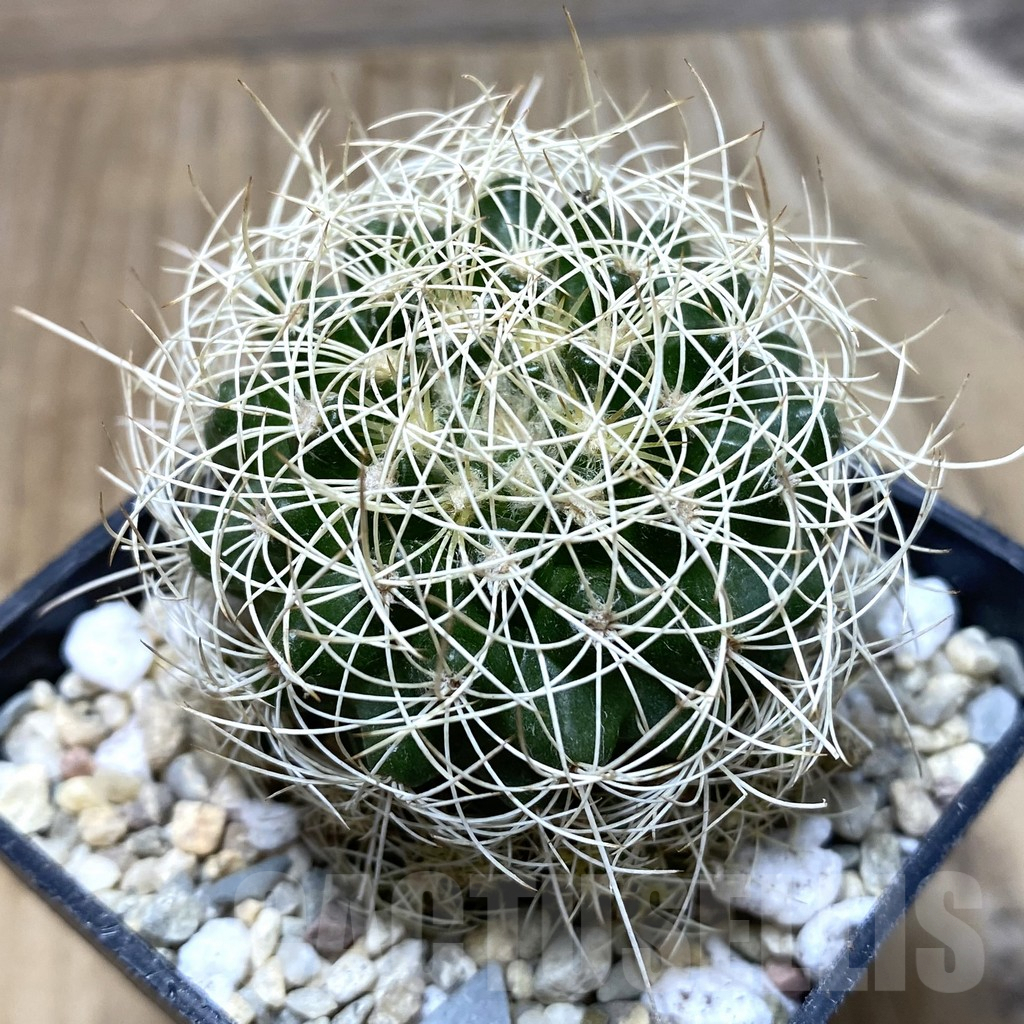 SHPR35705 Discocactus araneispinus – Кактус онлайн