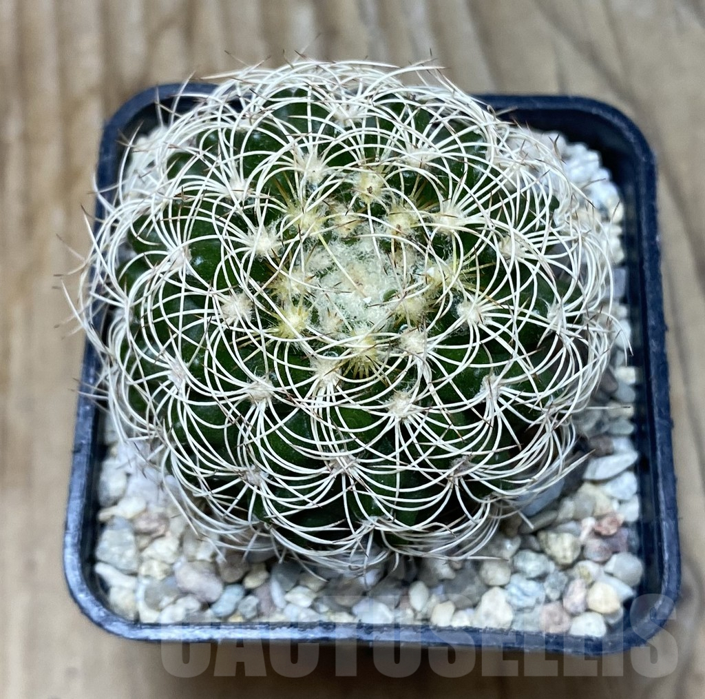 SHPR35707 Discocactus araneispinus – Кактус онлайн