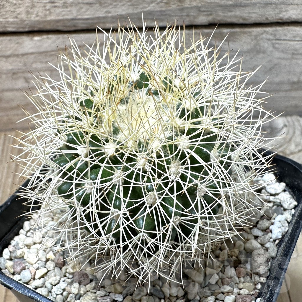 SHPR36022 Discocactus araneispinus – Кактус онлайн