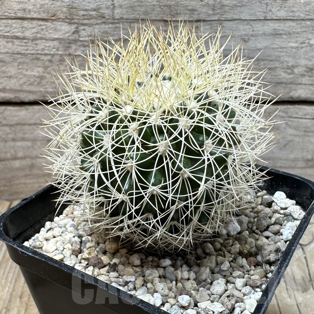 SHPR36022 Discocactus araneispinus – Кактус онлайн