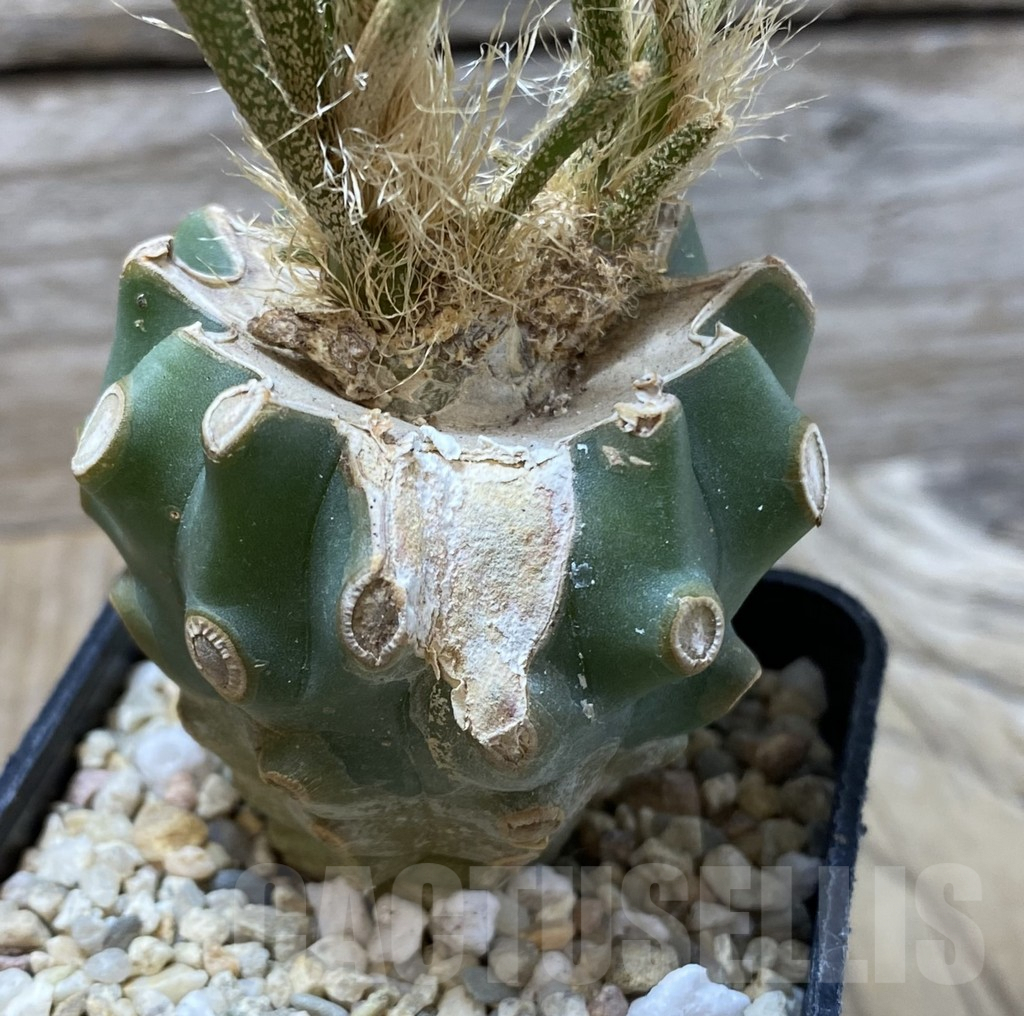 SHPR36289 Astrophytum caput-medusae, grafted – Cactus-online