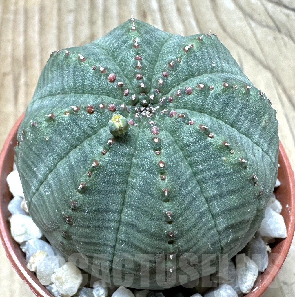 SL36586 Euphorbia obesa – Cactus-online