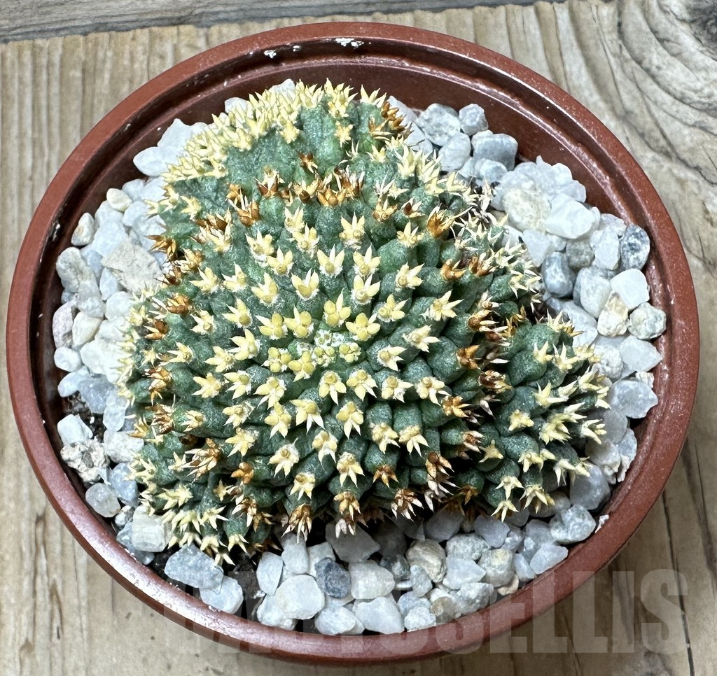 SHPR36693 Mammillaria camptotricha ‘Bru’ – Кактус онлайн