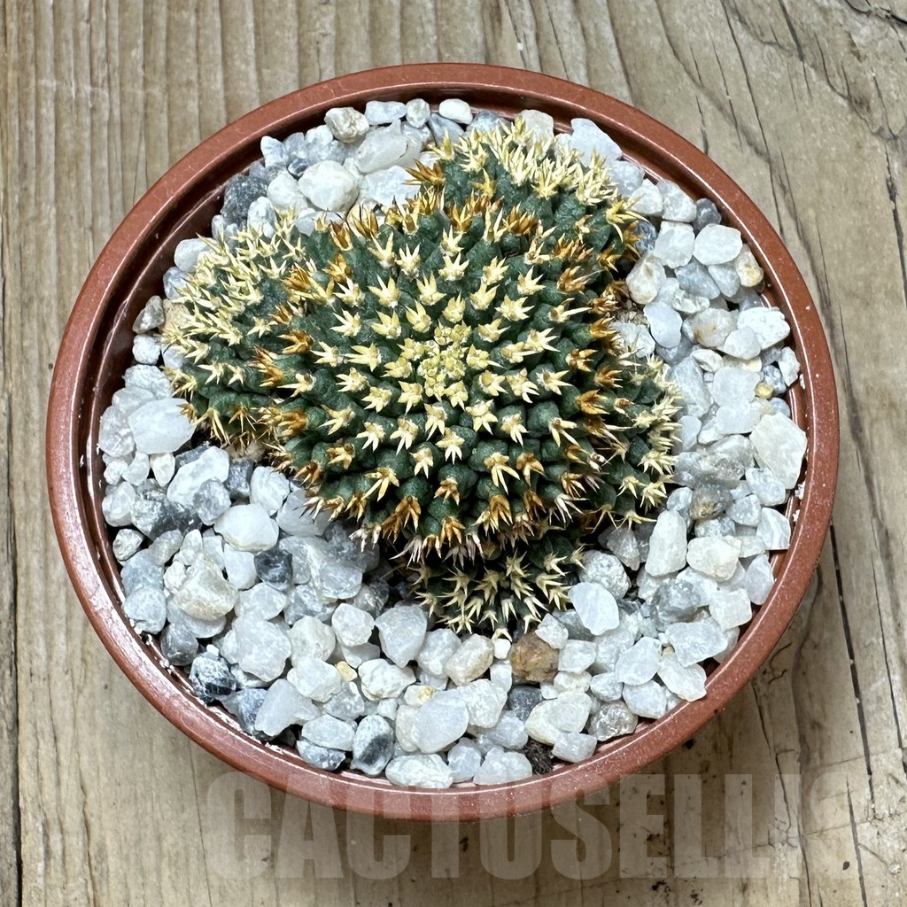 SHPR37080 Mammillaria camptotricha ‘Bru’ – Кактус онлайн