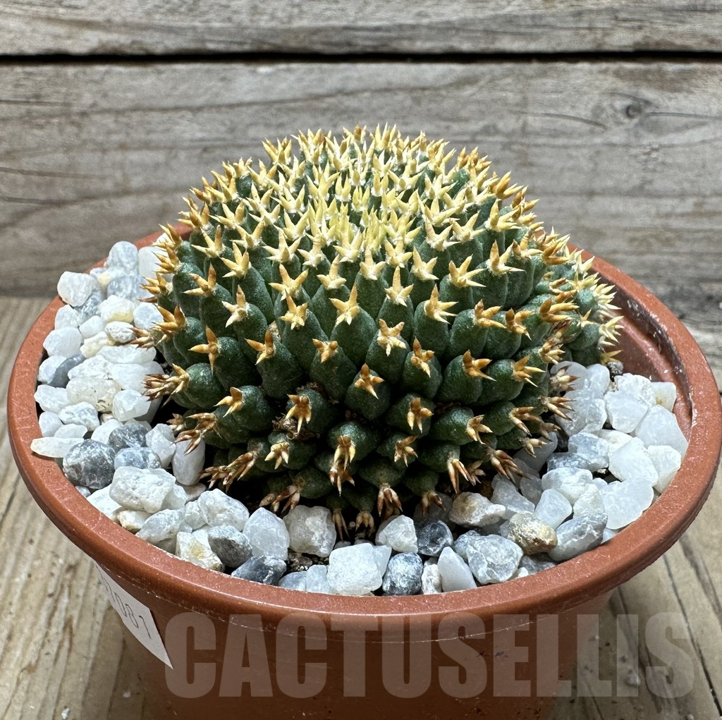 SHPR37081 Mammillaria camptotricha ‘Bru’ – Кактус онлайн