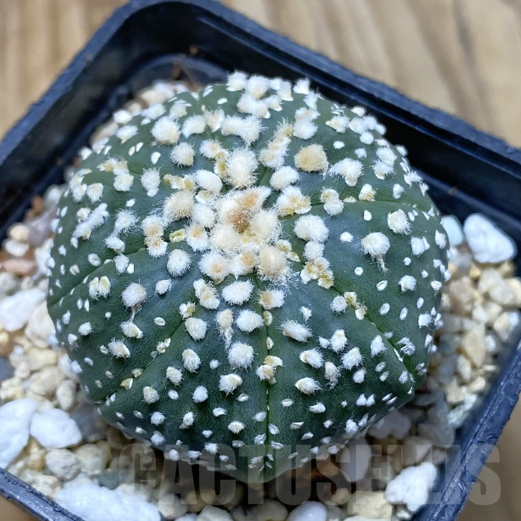 SH2877 Astrophytum asterias ‘Hanazono’ – Cactus-online