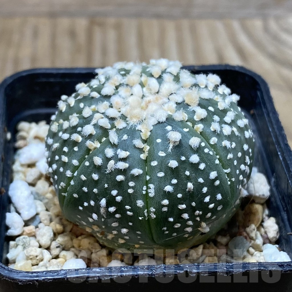 SH2877 Astrophytum asterias ‘Hanazono’ – Cactus-online