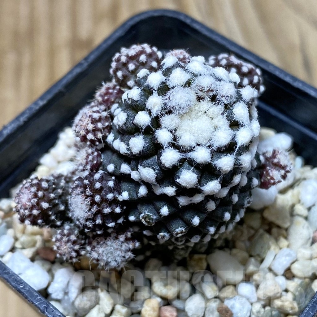 SH3043 Copiapoa tenuissima f. monstrosa – Cactus-online