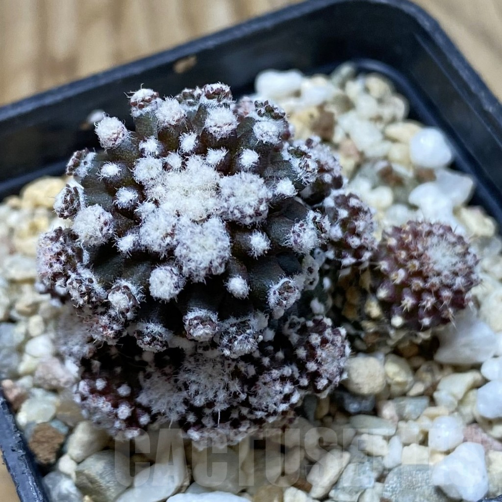 Cactus-online – Cactus-online