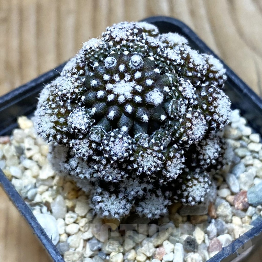 SH4313 Copiapoa tenuissima f. monstrosa – Cactus-online