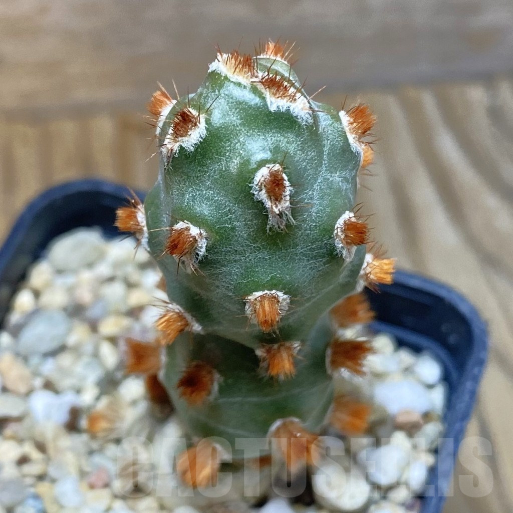 SH5594 Tephrocactus molinensis – Cactus-online