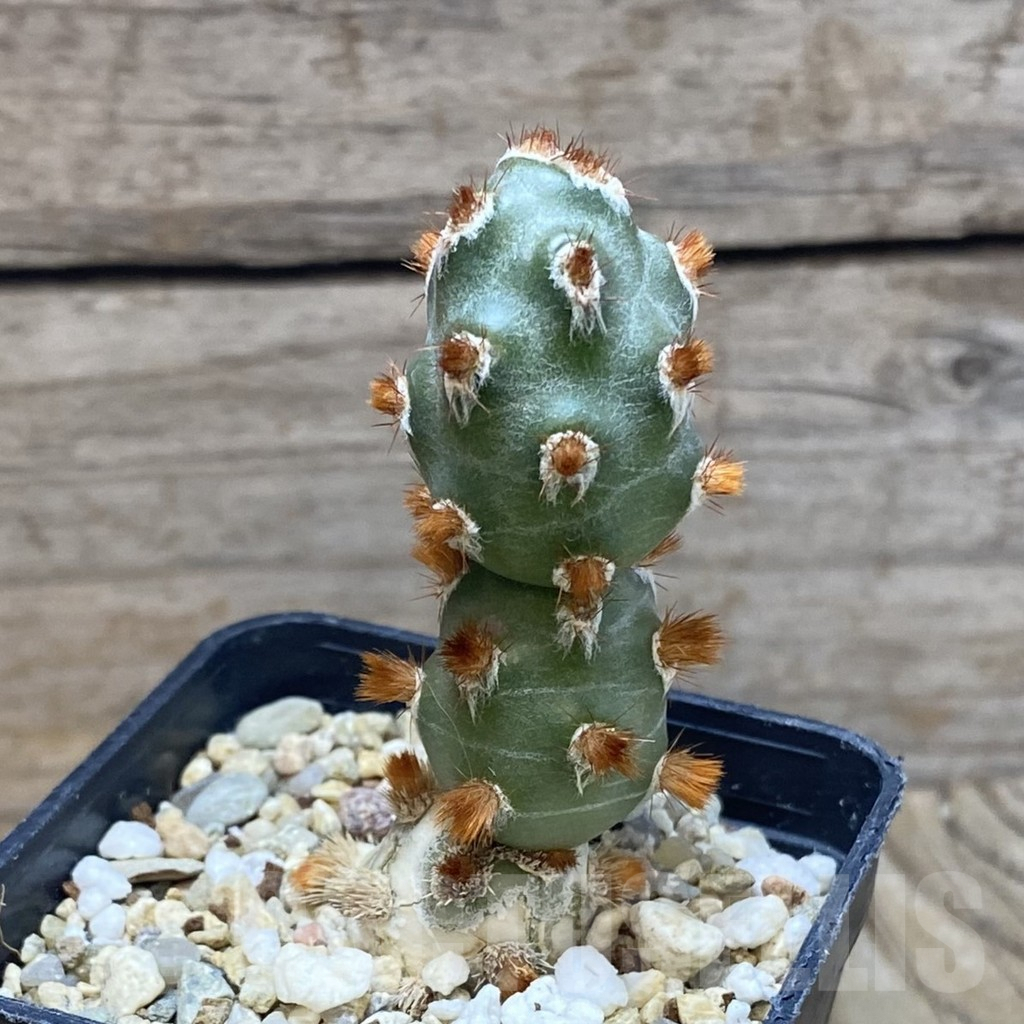 SH5594 Tephrocactus molinensis – Cactus-online