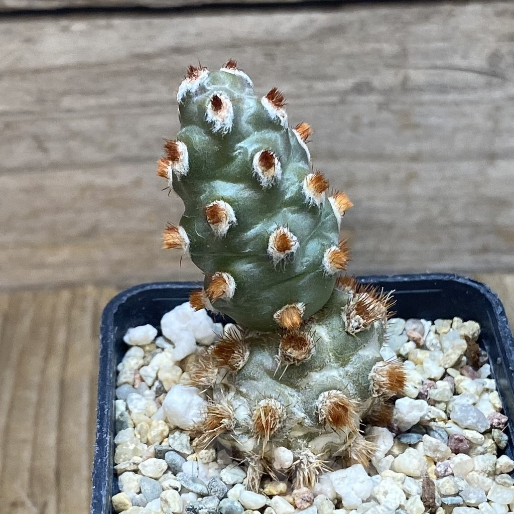 SH5595 Tephrocactus molinensis – Cactus-online