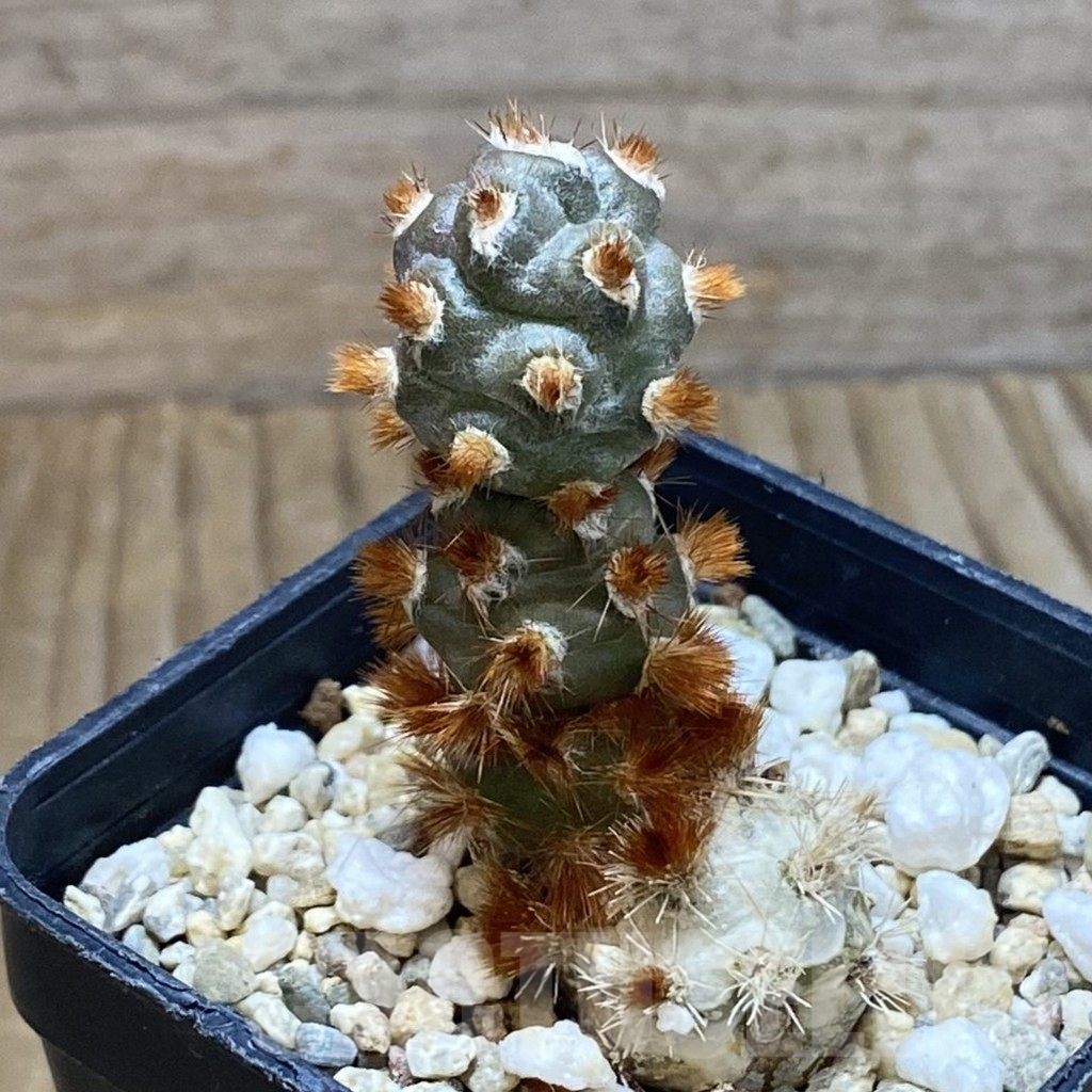 SH5596 Tephrocactus molinensis – Cactus-online