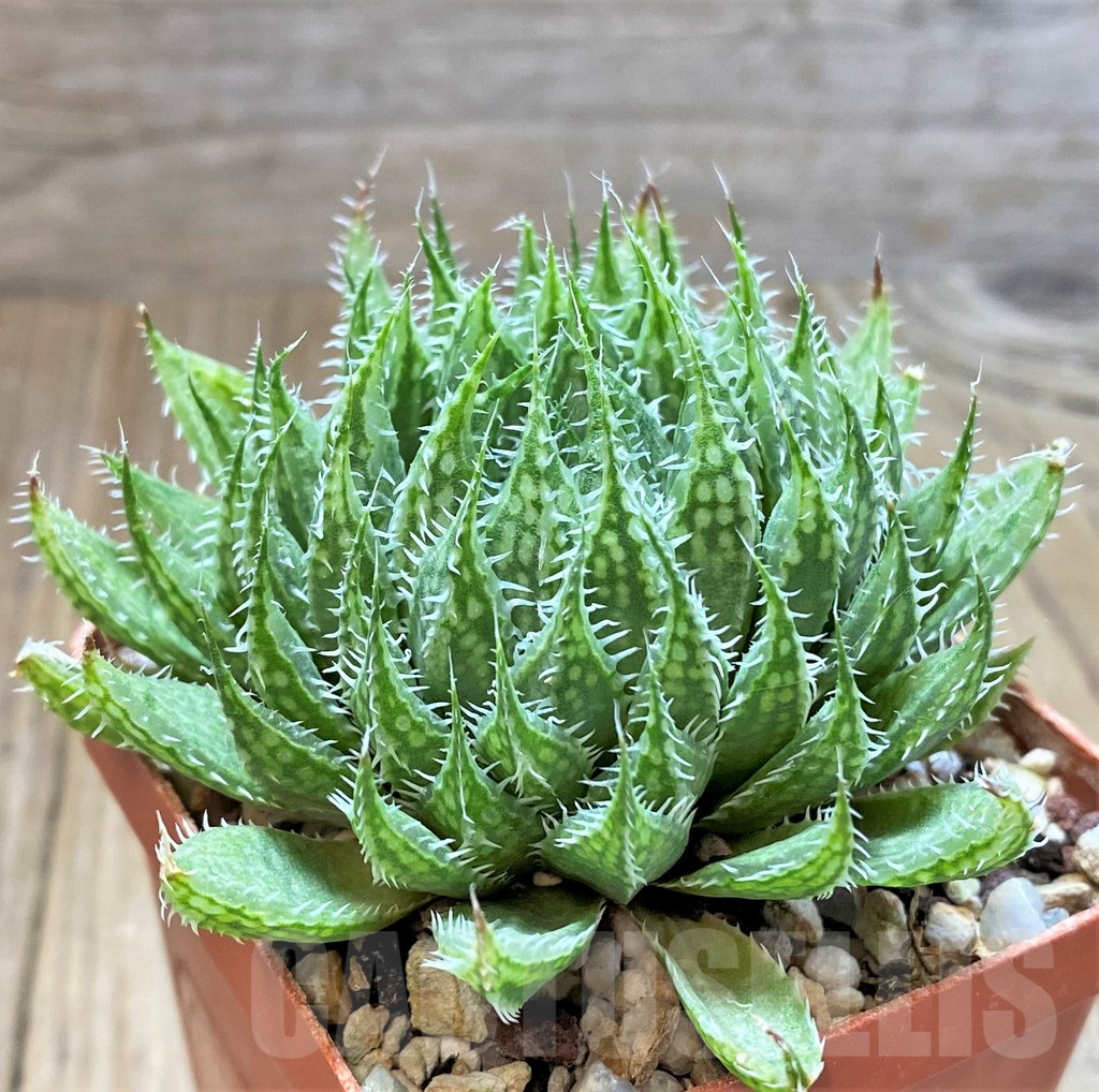 SHPR38366 Haworthia bolusii v. blackbeardiana – Кактус онлайн