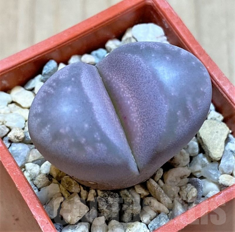 SHPR38450 Lithops optica ‘Rubra’ – Cactus-online