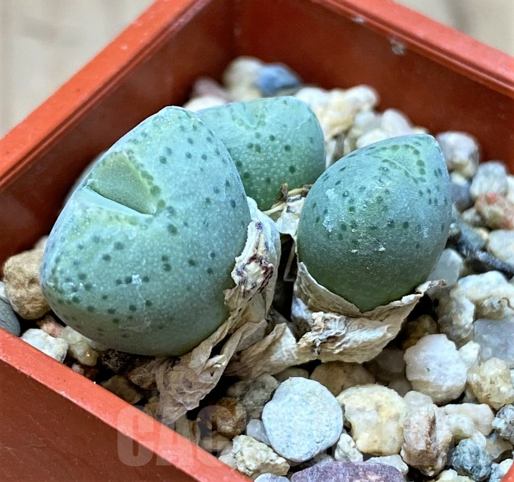 SHPR38605 Conophytum klinghardtense – Cactus-online